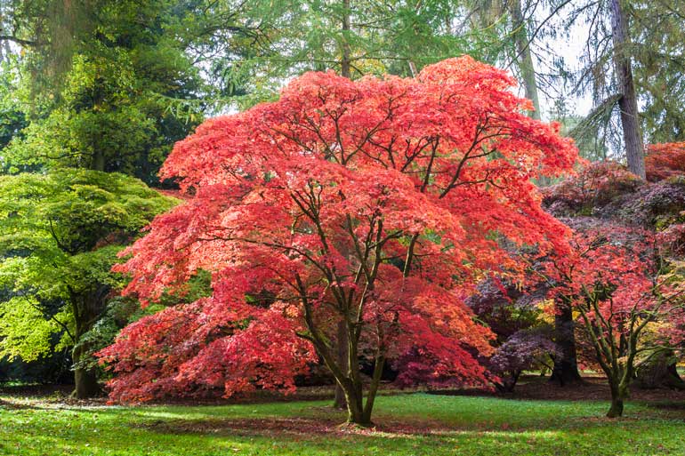 Growing Japanese Maples Reader s Digest Asia