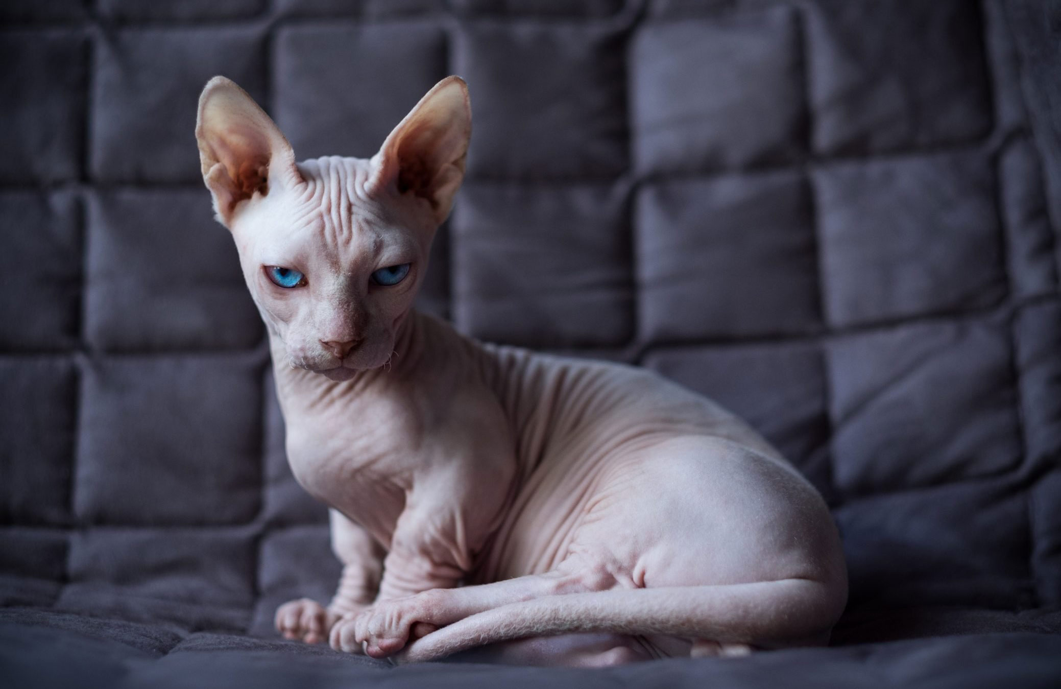 29 ugly cats that are still super cute | Reader's Digest Asia
