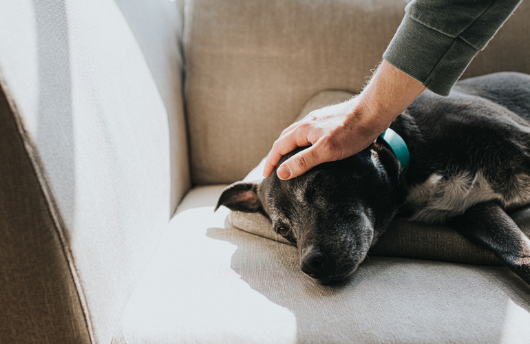 The most trusted brands in Australia for looking after your pet ...