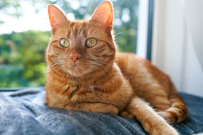 10 orange cat breeds you’ll fall in love with | Reader's Digest Asia