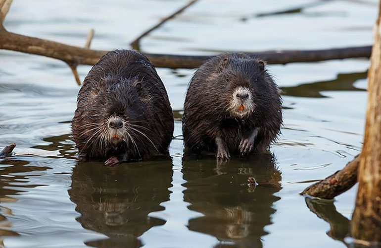 11 monogamous animals that mate for life (it’s not just penguins ...