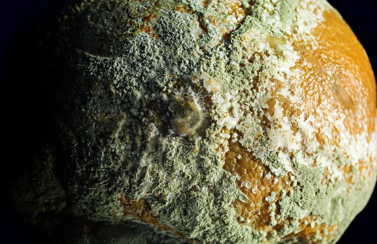 5 silent signs you’re being exposed to mould | Reader's Digest Asia