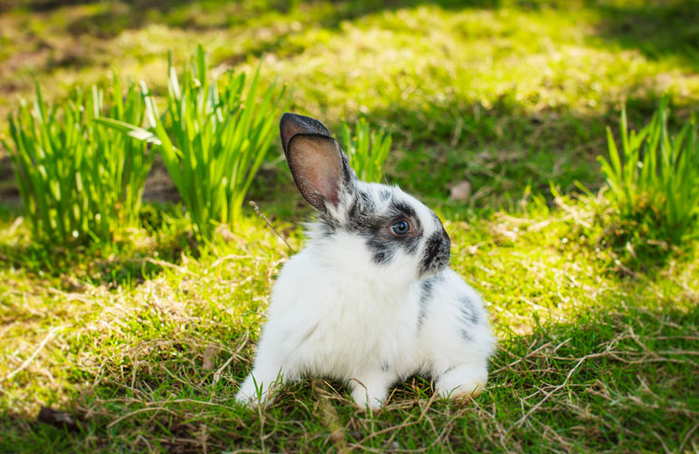 A bunny at my door | Reader's Digest Asia