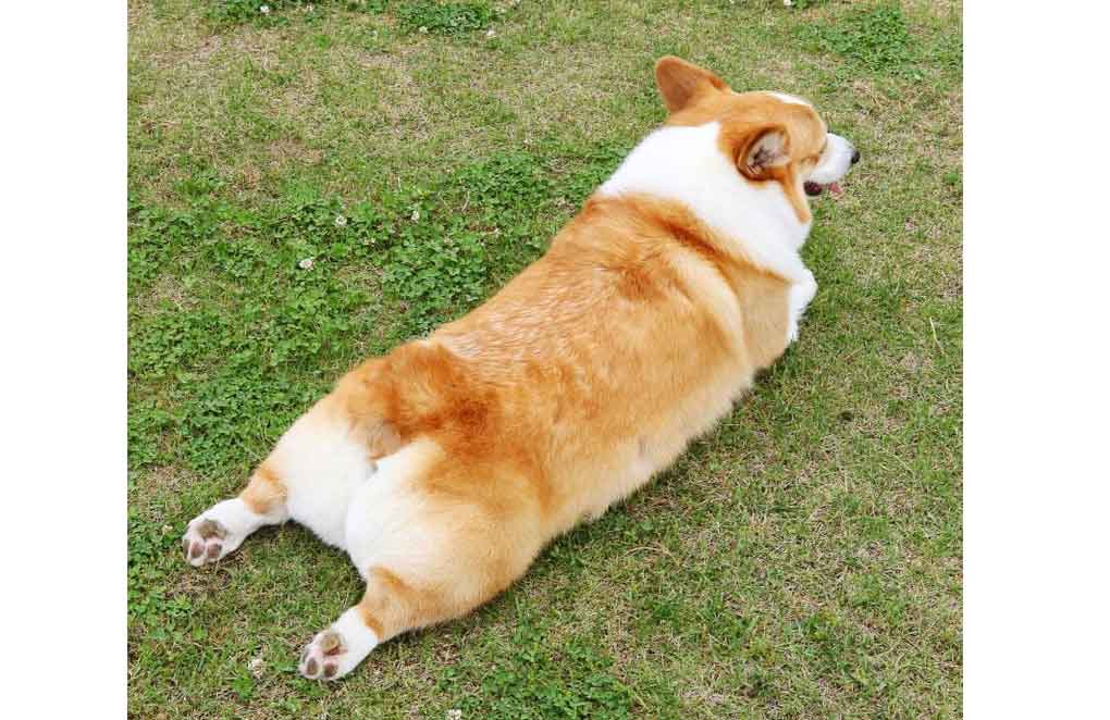 Why do dogs sploot? | Reader's Digest Asia