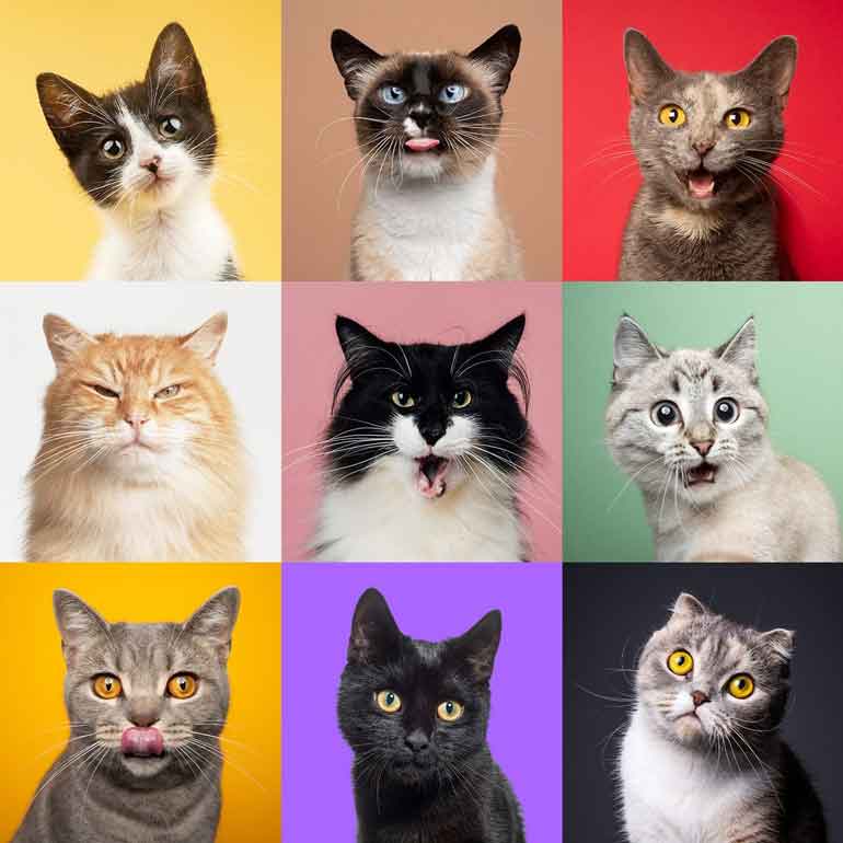 New study: cats have 276 facial expressions | Reader's Digest Asia