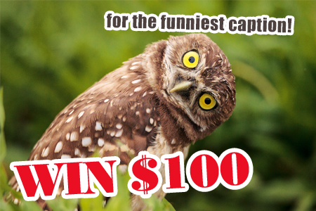 Funny Caption Contest | Reader's Digest Asia